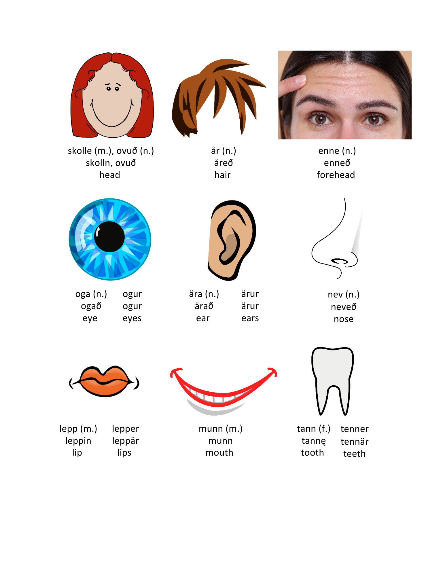 Revised Elfdalian Vocabulary List – Body Parts – Polyglot in Progress